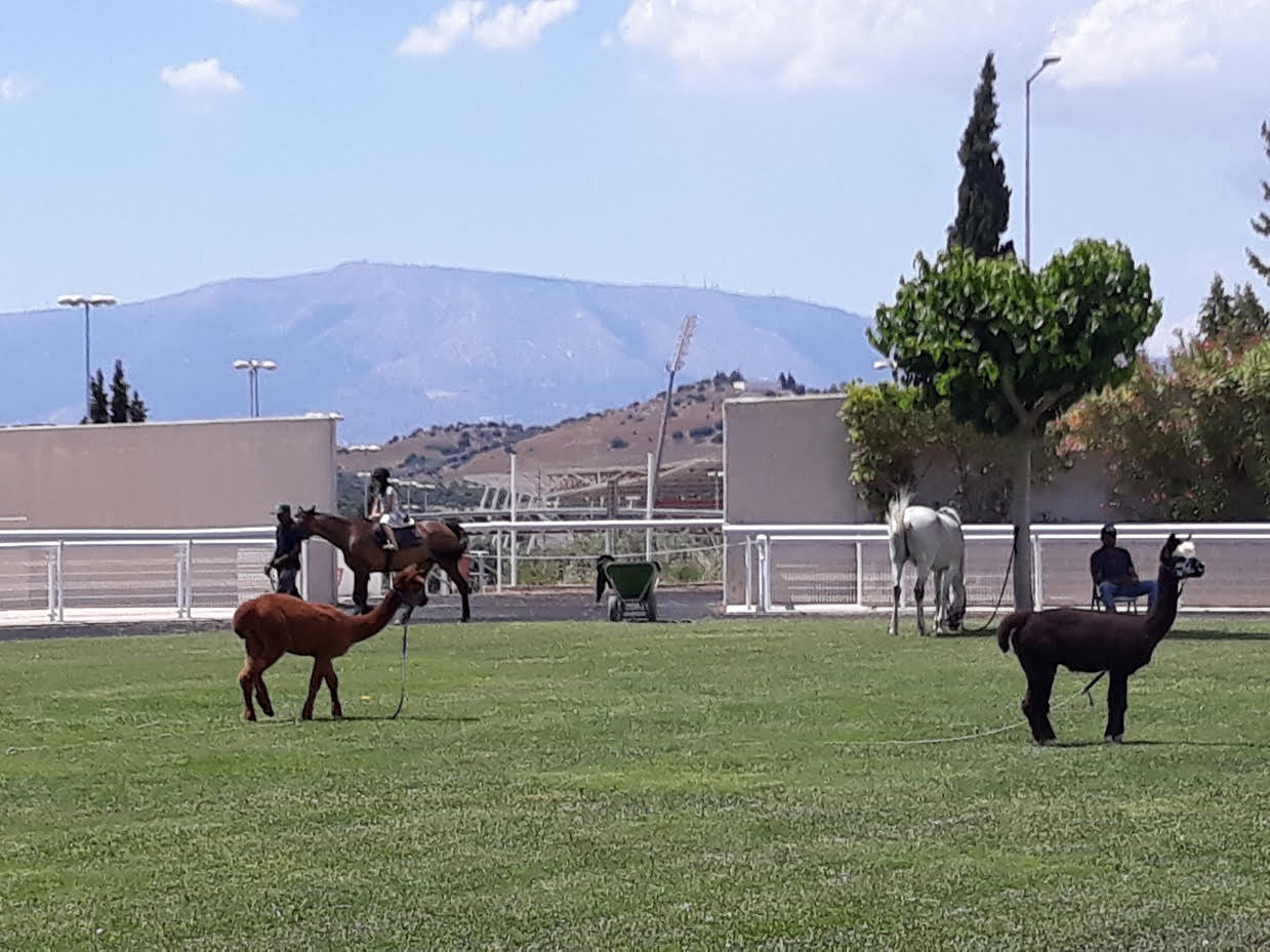 Markopoulo Park: Μοναδικό θέαμα με εντυπωσιακά photo finish - Usay.gr