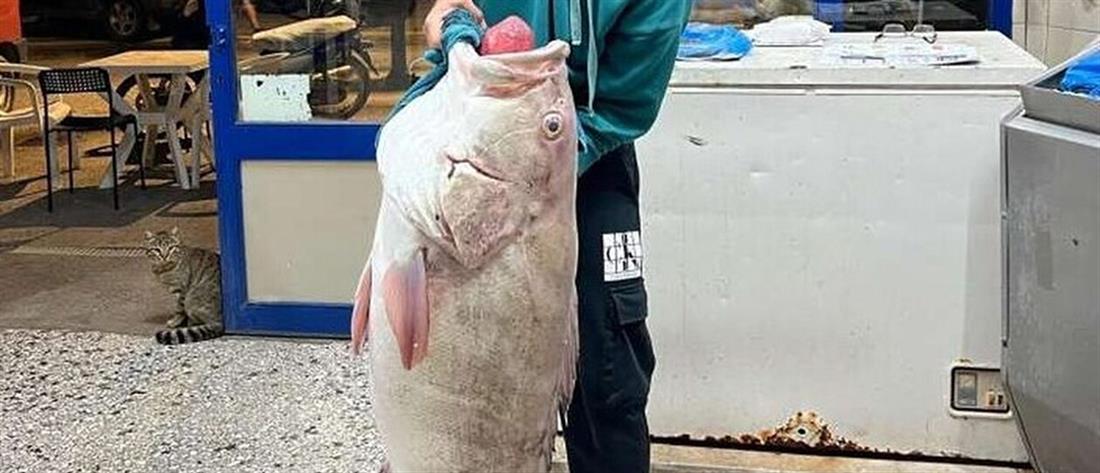 Έπιασε σφυρίδα που ζύγιζε 24 κιλά! - Usay.gr