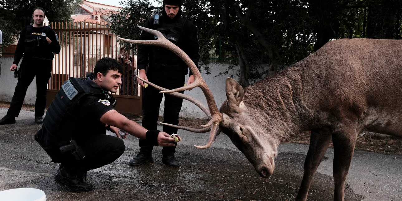 Ελάφι κατέβηκε στο Μενίδι λόγω της φωτιάς στην Πάρνηθα - Usay.gr