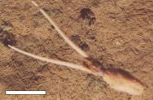 Άγνωστο είδος καλαμαριού σε βάθος 4.000 μέτρων στον Ειρηνικό! (ΒΙΝΤΕΟ ...